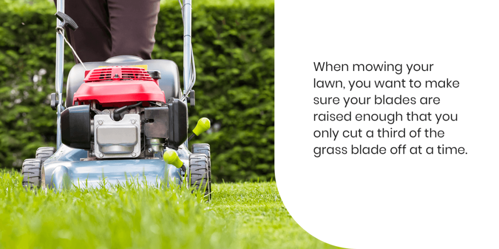 How to Spot and Treat Brown Spots in Your Lawn - Organic Lawns