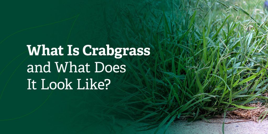 What is Crabgrass? (Characteristics and Appearance) - Removal