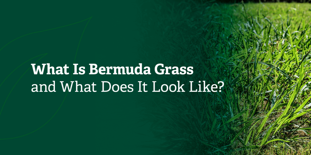 What Is Bermuda Grass and What Does it Look Like? - Organic Lawns