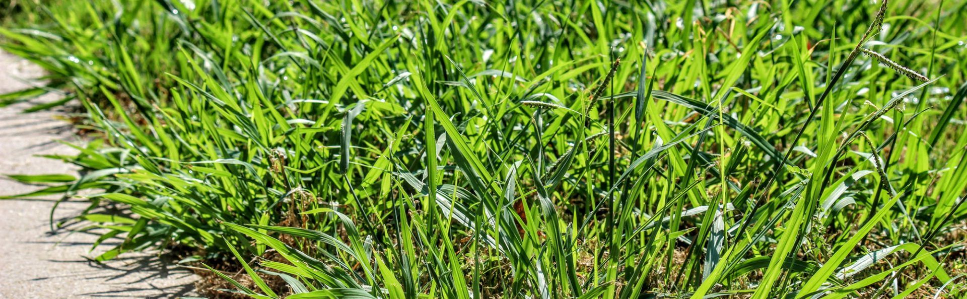 What Is Bermuda Grass And What Does It Look Like Organic Lawns