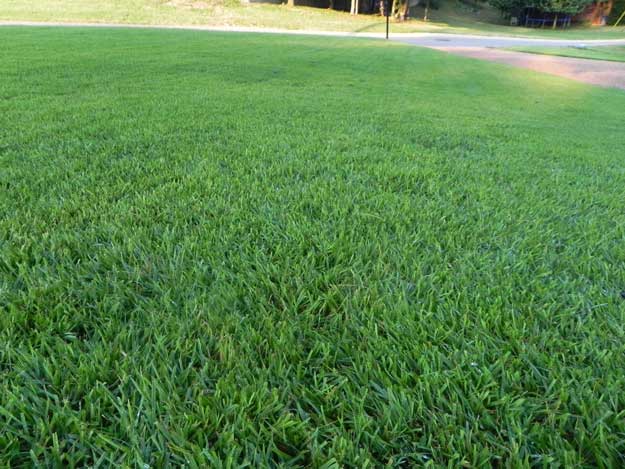 Zoysia Grass for Your Maryland Lawn | Organic Lawns