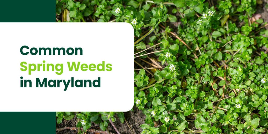 Common Spring Weeds in Maryland - Organic Lawns