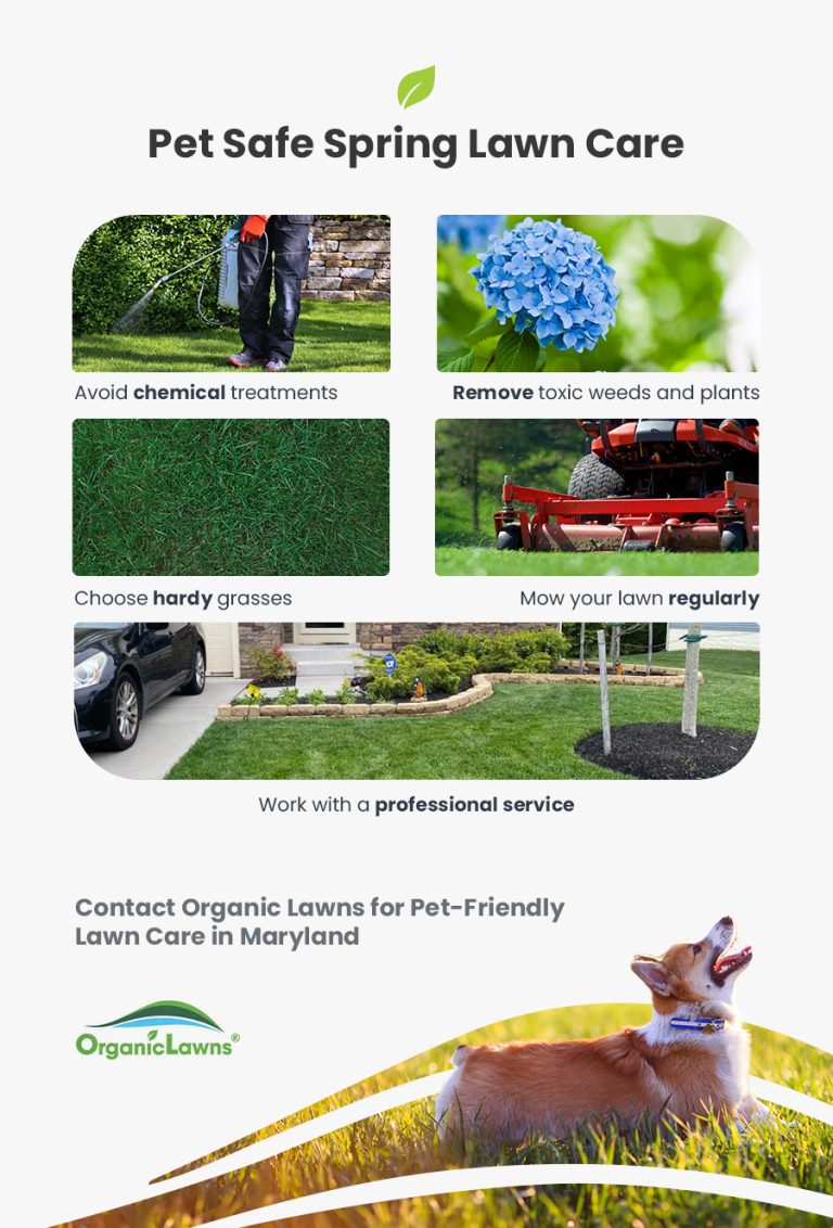 Lawn Care Maintenance Plan | Monthly Service | Organic Lawns