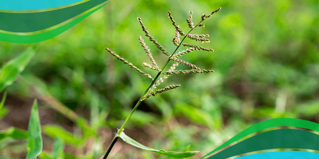 What is Crabgrass? (Characteristics and Appearance) - Removal
