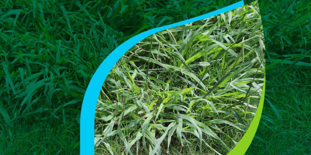 What Are the Different Types of Crabgrass? - Organic Lawns