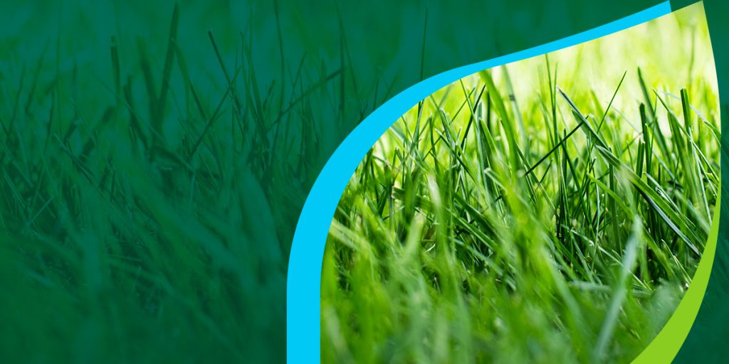 Guide to Grass Zones and Habitats - Organic Lawns
